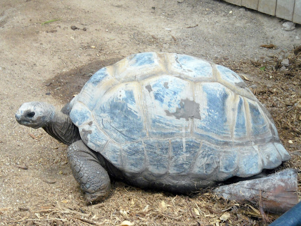 Aldabra Tortoise | Project Noah