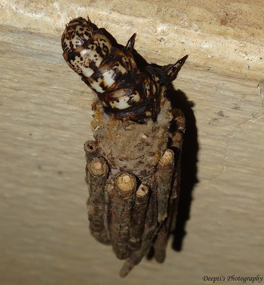 Bagworm | Project Noah