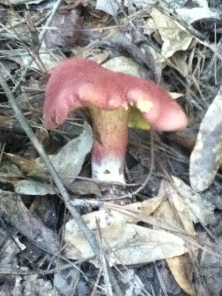 Two-colored bolete | Project Noah