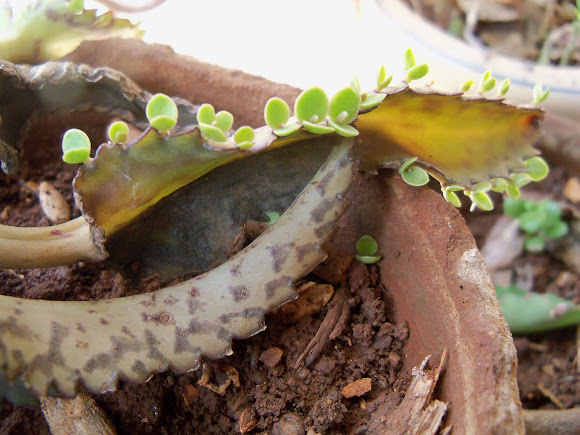 Bryophyllum | Project Noah