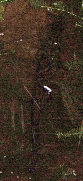 Spotted Gar | Project Noah