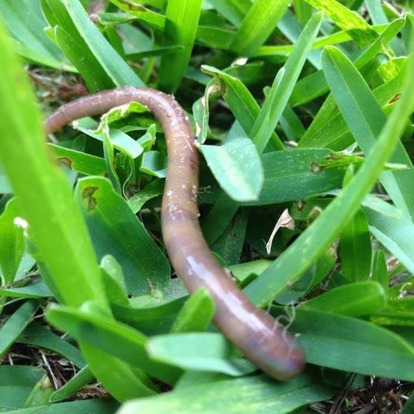 Earthworm | Project Noah