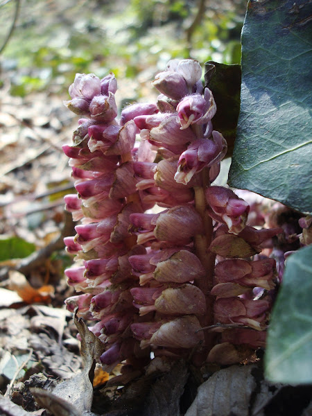 Common Toothwort / Potajnica | Project Noah