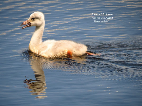 Trumpeter Swan Cygnet | Project Noah