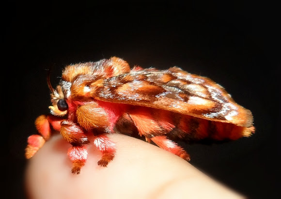 Monkey Slug (Moth) | Project Noah