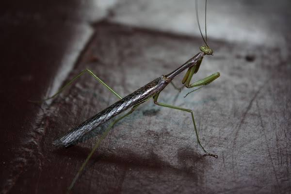 Mantis Religiosa | Project Noah