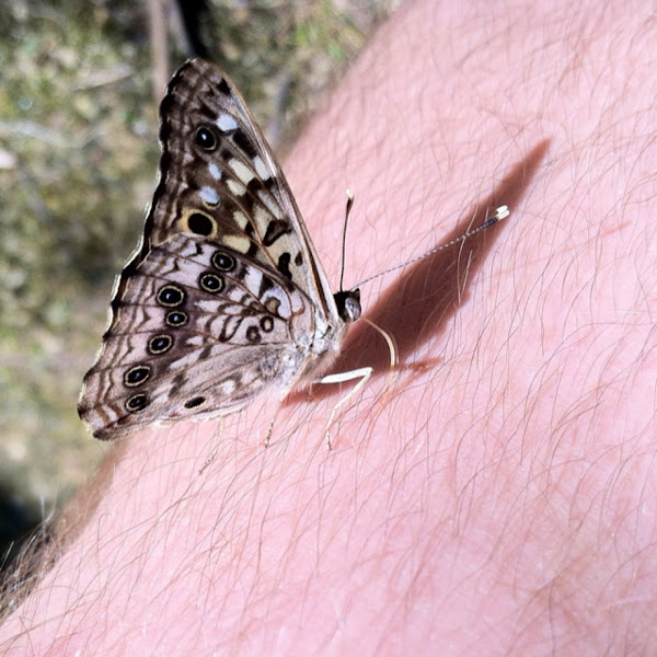 Hackberry Emperor Butterfly | Project Noah