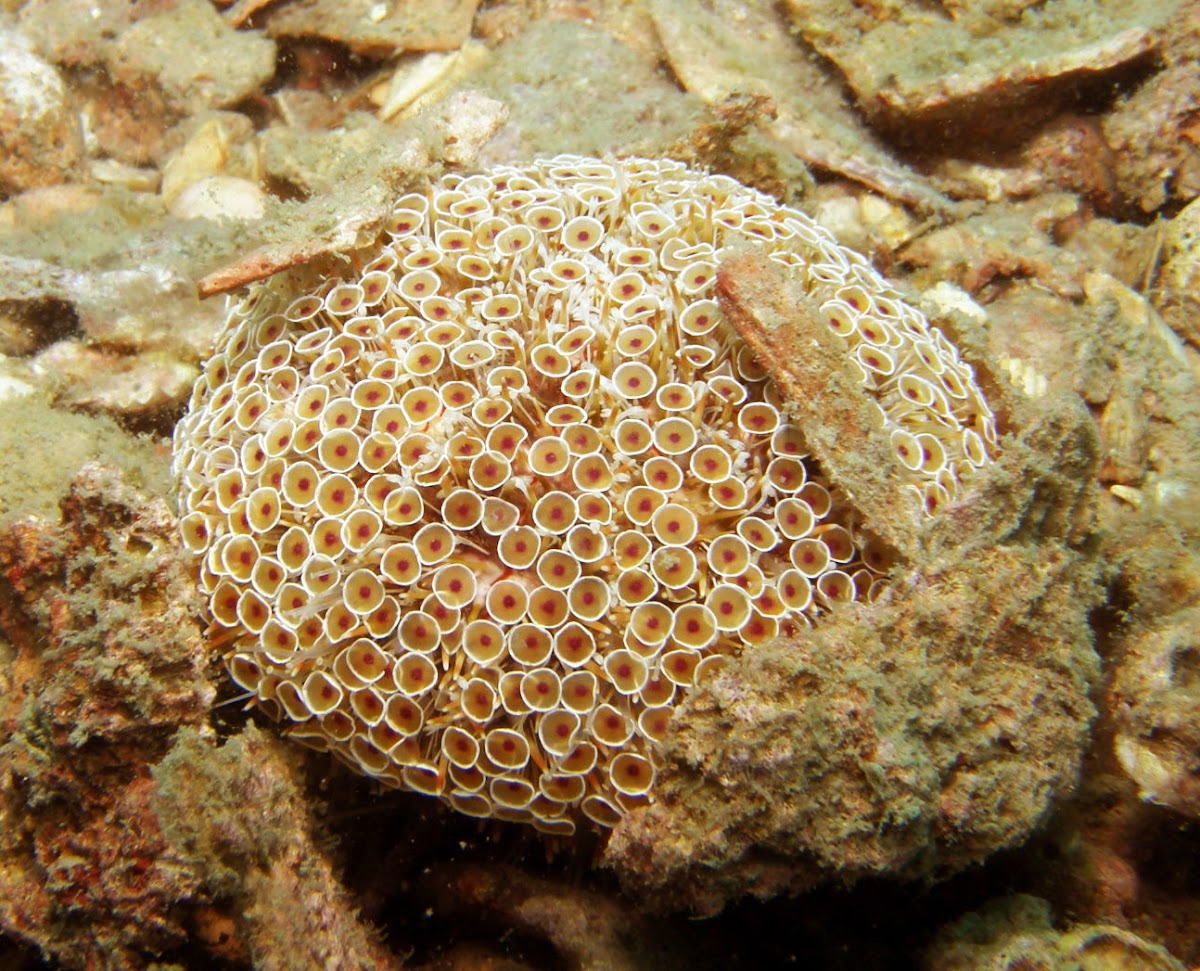 Flower urchin | Project Noah