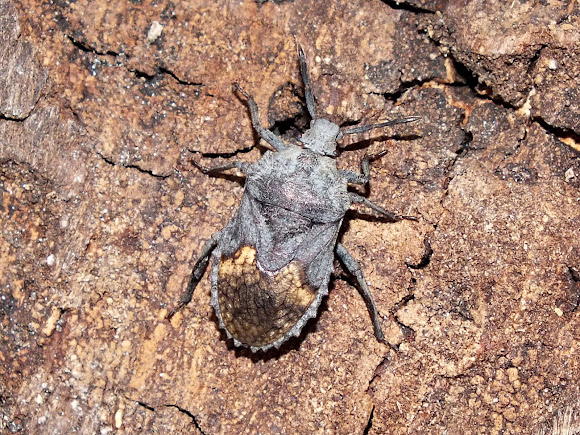 Dinidoridae Bug | Project Noah