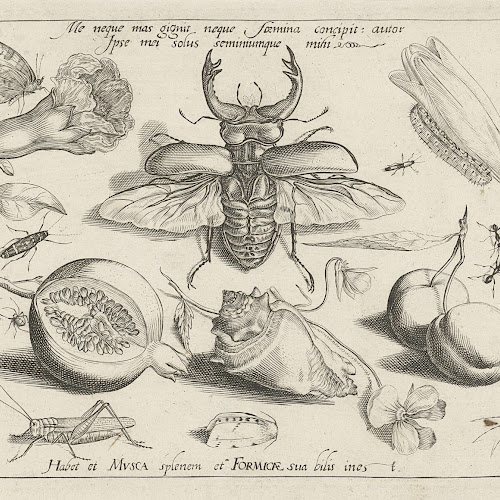 Insecten, bloemen en vruchten rond een hertkever en een schelp, Jacob ...