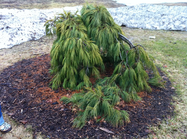 Weeping white pine | Project Noah