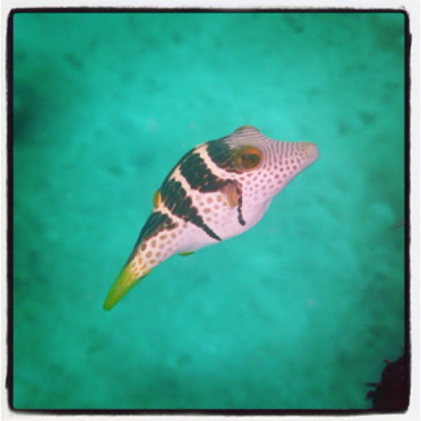 Valentinni's sharpnose puffer | Project Noah