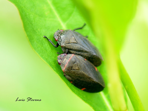 Spittlebugs | Project Noah