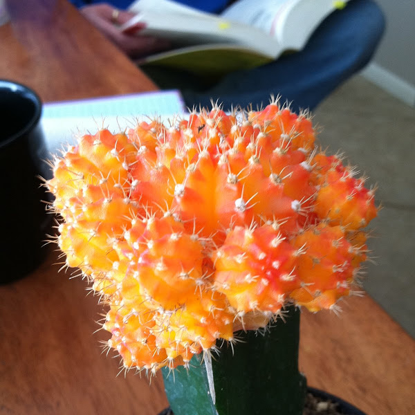 Cactus | Project Noah