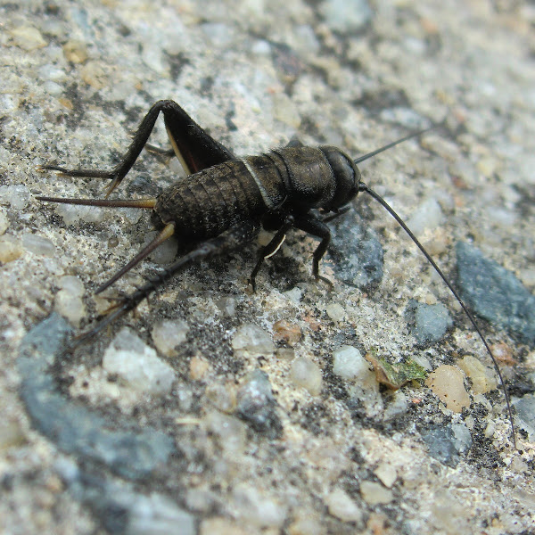 Black Field-cricket nymph | Project Noah