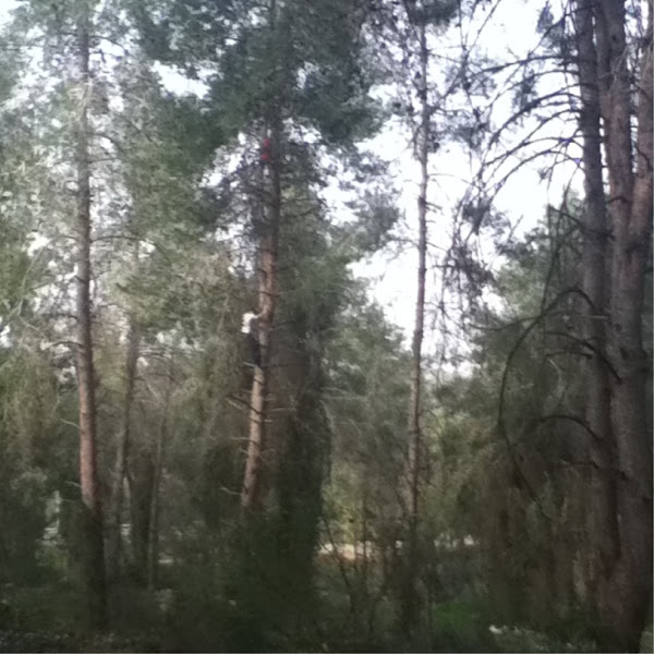 Oren trees | Project Noah