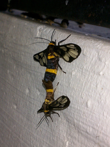 Wasp Mimic Moths - Mating | Project Noah