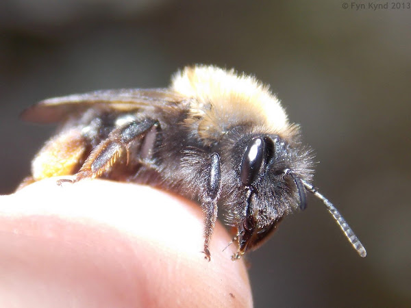 Mining Bee | Project Noah