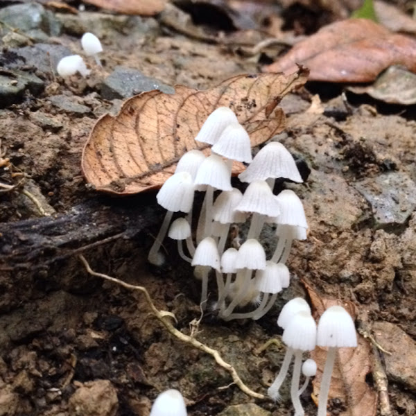 Fairy's Ink Cap | Project Noah