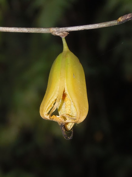 Orchid fruit | Project Noah