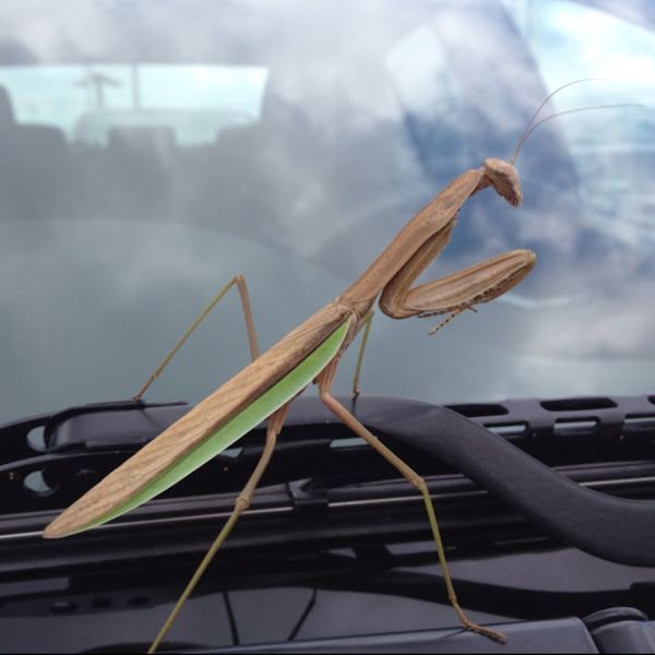 Chinese mantis (male) | Project Noah
