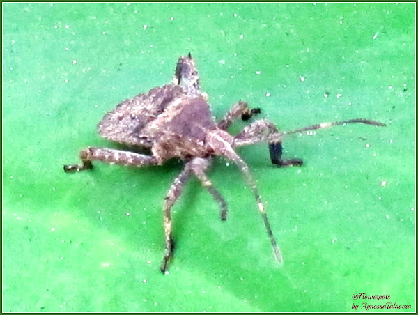 Acanthocoris Coreid Bug (Nymph) | Project Noah