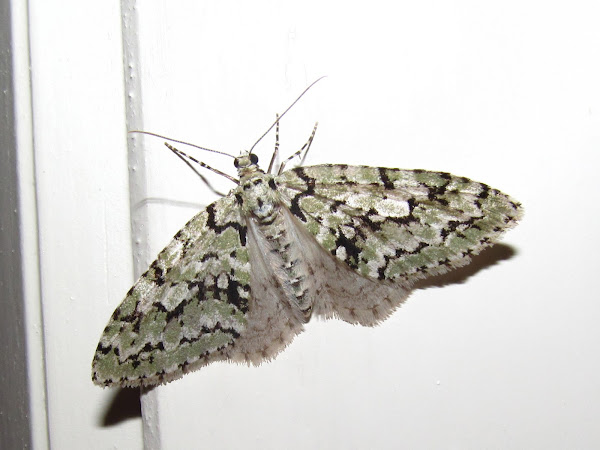 The Scribbler | Project Noah