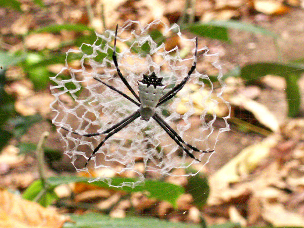 Orb-weaving Spider | Project Noah