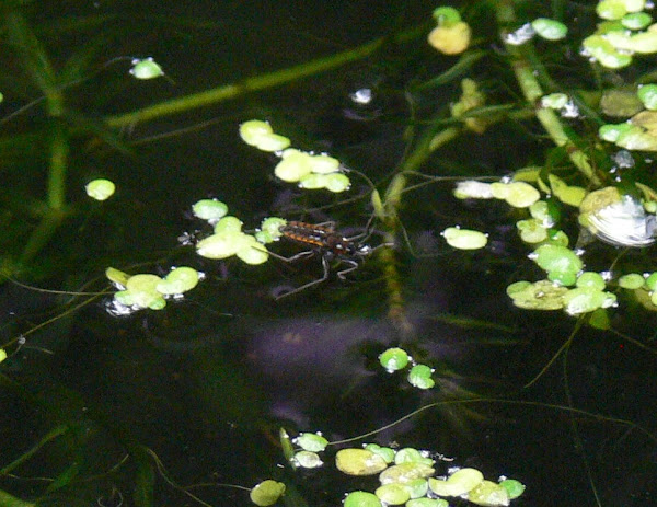 Water cricket | Project Noah