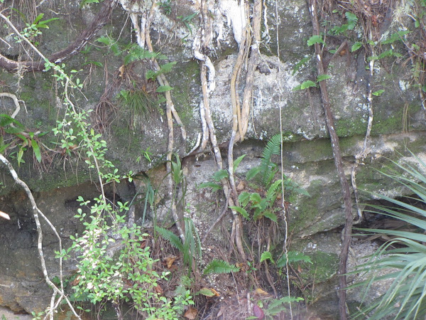 Long strap fern | Project Noah