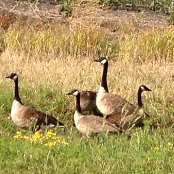 Canadian Goose | Project Noah