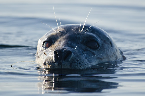Harbour Seal | Project Noah