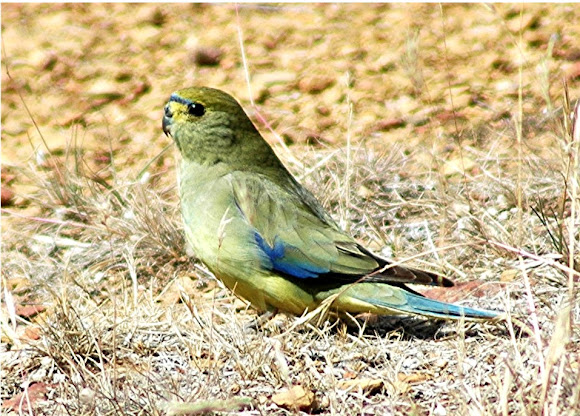 Blue-winged Parrot | Project Noah