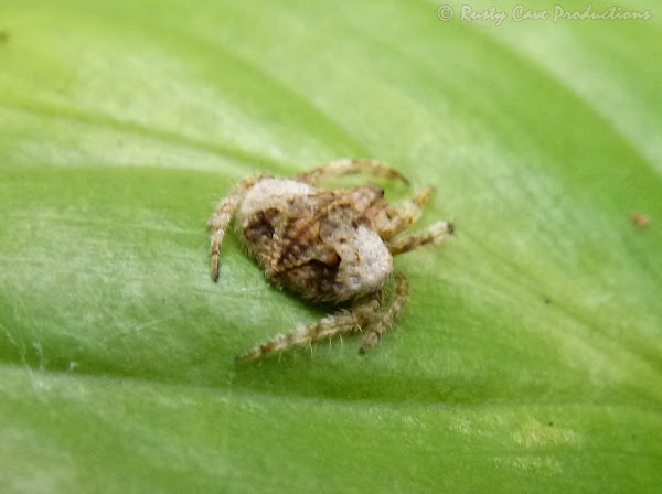 Warp-around Spiders | Project Noah