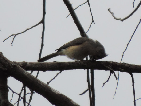 Tufted Titmouse | Project Noah