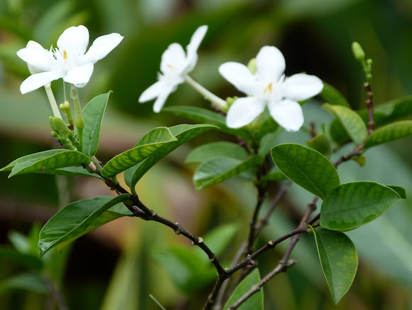 Pandakaki-puti | Project Noah