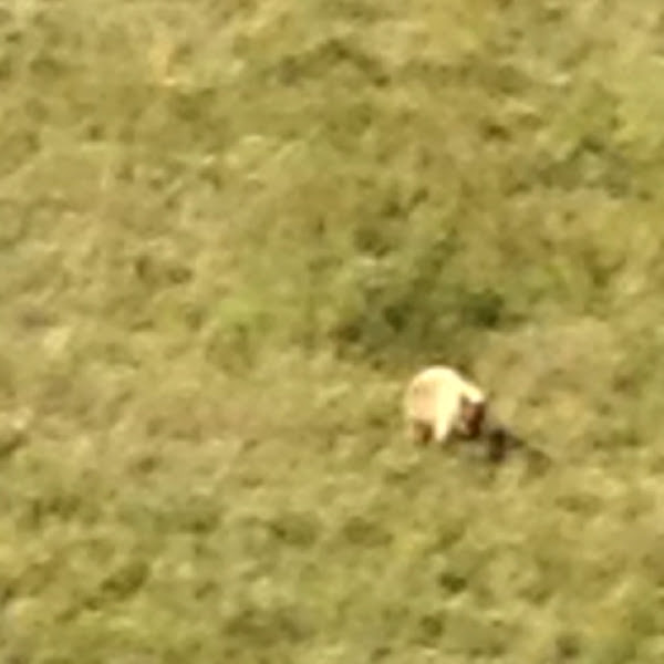 Grizzly bear | Project Noah