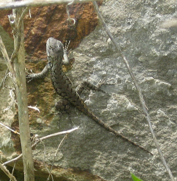 Eastern Fence Lizard | Project Noah