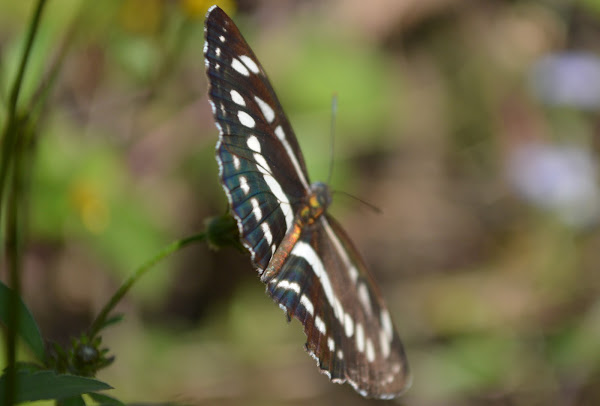 Common Sailor | Project Noah