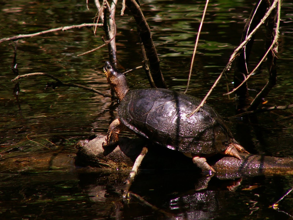 Black mud Turtle | Project Noah
