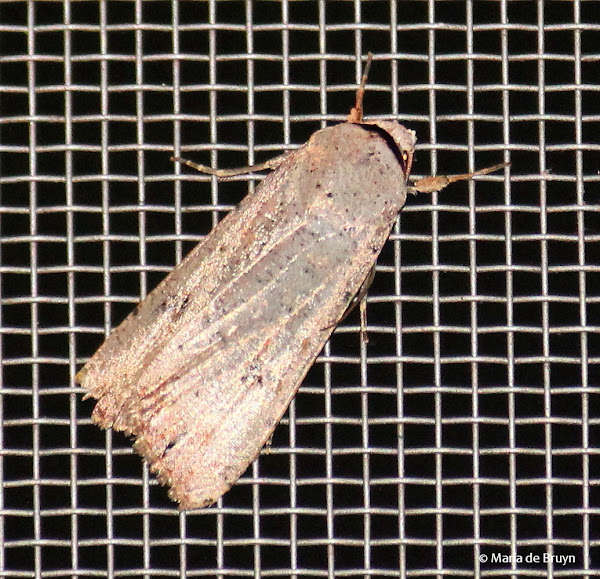 Green Cutworm Moth | Project Noah