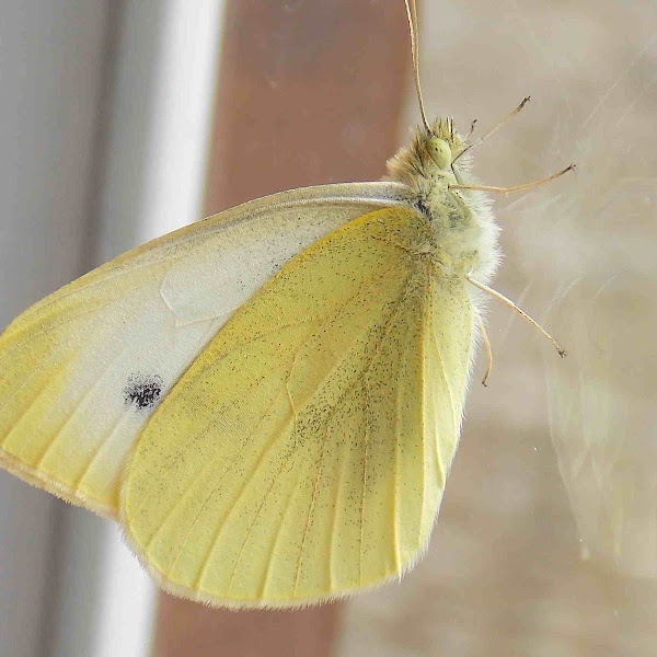 Butterflies of Maine | Project Noah