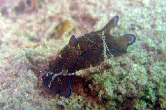 Philinopsis cyanea | Project Noah