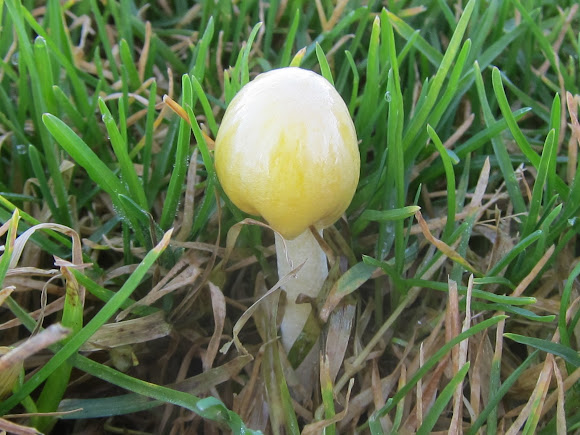 Bolbitius vitellinus Mushroom | Project Noah