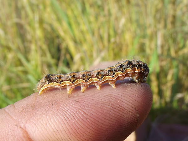 Cotton Ear Worm (Tomato grub) | Project Noah