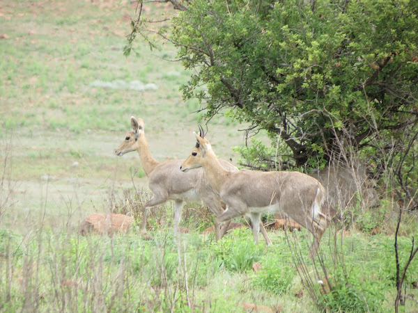 Mountain reedbuck | Project Noah