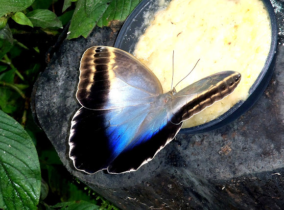 Caligo eurilochus brasiliensis, mariposa buho, Owl butterfly, borboleta ...
