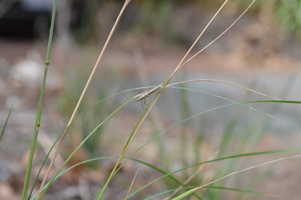 Spotting | Project Noah