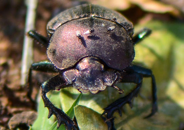 Large copper dung beetle | Project Noah