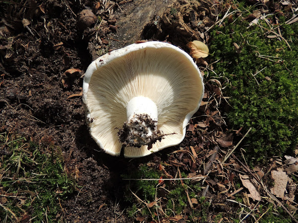 Short-stalked White Russula | Project Noah